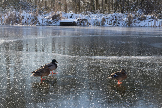 "Ducks On Ice" Images – Browse 73 Stock Photos, Vectors, and Video ...