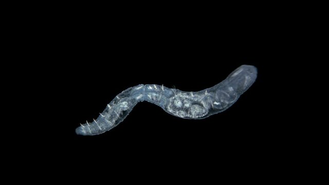 Naididae Images – Browse 159 Stock Photos, Vectors, and Video | Adobe Stock