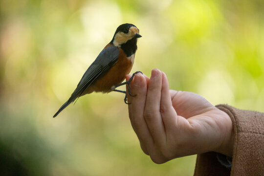 Inured Bilder – Durchsuchen 1,824 Archivfotos, Vektorgrafiken und ...