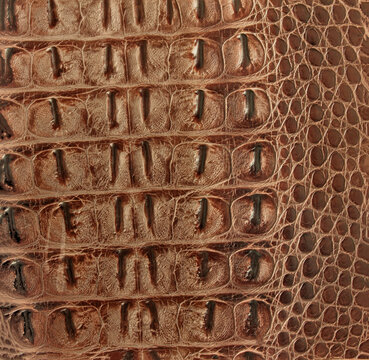 「Croco」の画像 - 3,100 件の Stock 写真、ベクターおよびビデオ | Adobe Stock