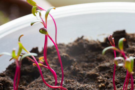 รูปภาพMagnoliopsida – เลือกดูภาพถ่ายสต็อก เวกเตอร์ และวิดีโอ9,914 ...