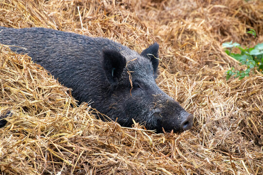 Wildsau bilder – Bläddra bland 970 stockfoton, vektorer och videor ...