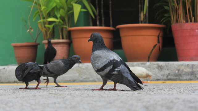 Taubenbabys Bilder – Durchsuchen 11,563 Archivfotos, Vektorgrafiken und ...