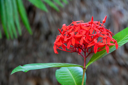 「Viruchi」の画像 - 167 件の Stock 写真、ベクターおよびビデオ | Adobe Stock