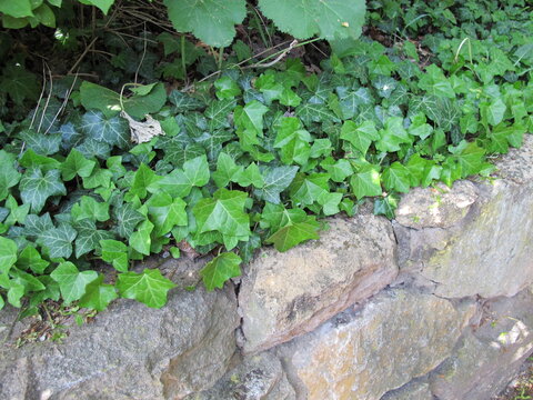 Efeuranken Bilder – Durchsuchen 3,917 Archivfotos, Vektorgrafiken und ...