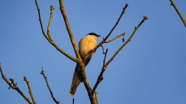 "Happy Birds" Images – Browse 323 Stock Photos, Vectors, and Video ...
