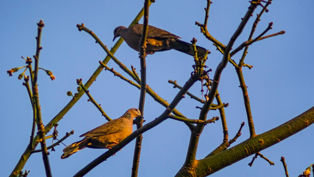 "Happy Birds" Images – Browse 275 Stock Photos, Vectors, and Video ...