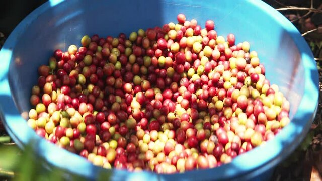 Kaffeekirsche Images – Browse 107 Stock Photos, Vectors, and Video | Adobe Stock