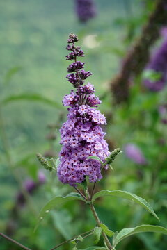 Lilla Bilder – Durchsuchen 6,137 Archivfotos, Vektorgrafiken und Videos ...