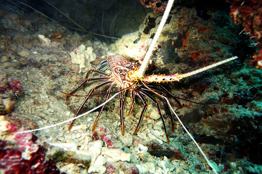 รูปภาพPanu – เลือกดูภาพถ่ายสต็อก เวกเตอร์ และวิดีโอ176 | Adobe Stock