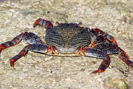 Krebstier bilder – Bläddra bland 2,879 stockfoton, vektorer och videor ...