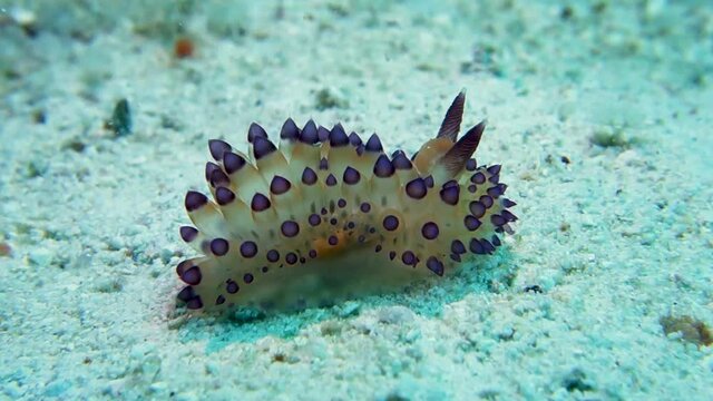 Diopter Images – Browse 22,849 Stock Photos, Vectors, and Video | Adobe ...