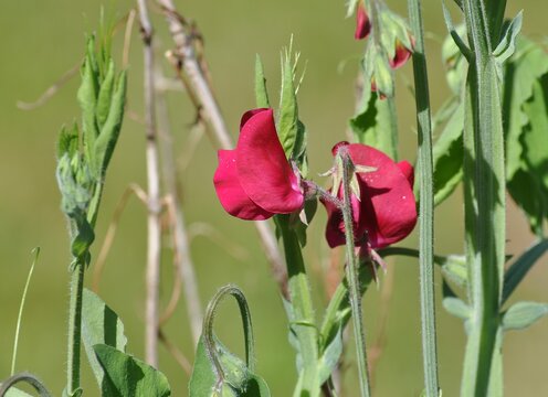Wicken Images – Parcourir 603 le catalogue de photos, vecteurs et ...