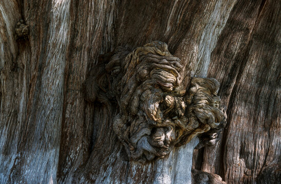 Ahuehuete Bilder – Durchsuchen 239 Archivfotos, Vektorgrafiken und ...