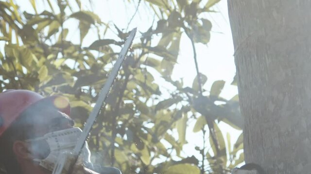 Arborist Images – Browse 8,687 Stock Photos, Vectors, and Video | Adobe ...