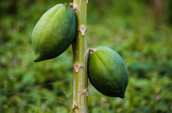 Papayer Images – Browse 263 Stock Photos, Vectors, and Video | Adobe Stock