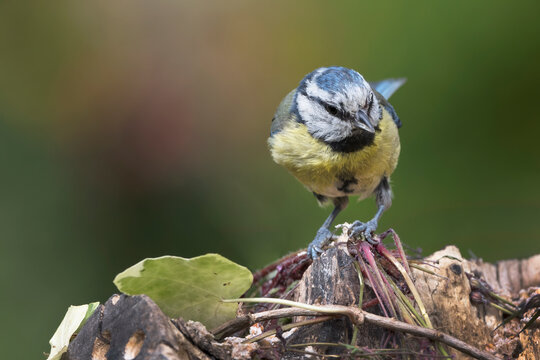 Granivore bilder – Bläddra bland 2,292 stockfoton, vektorer och videor ...
