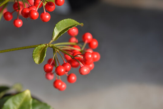 Spiceberry Bilder – Durchsuchen 3,607 Archivfotos, Vektorgrafiken und ...