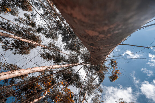 Contrapicado Images – Browse 754 Stock Photos, Vectors, and Video ...