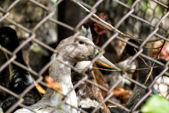 รูปภาพFowl-Run – เลือกดูภาพถ่ายสต็อก เวกเตอร์ และวิดีโอ375 | Adobe Stock
