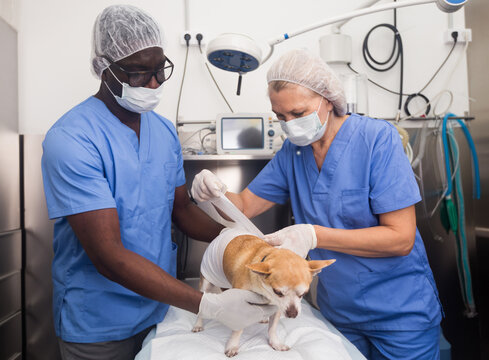 2,343 MEILLEURES Castration IMAGES, PHOTOS ET ILLUSTRATIONS ...