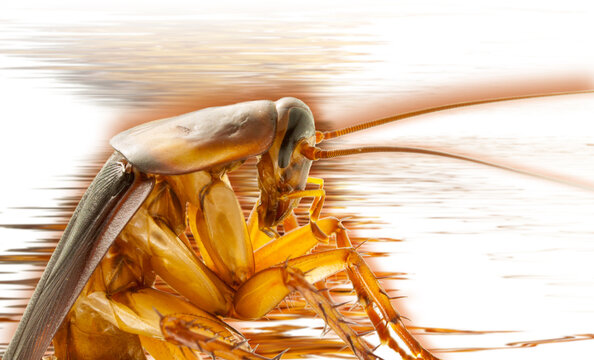 70 BEST Cancrelat IMAGES, STOCK PHOTOS & VECTORS | Adobe Stock