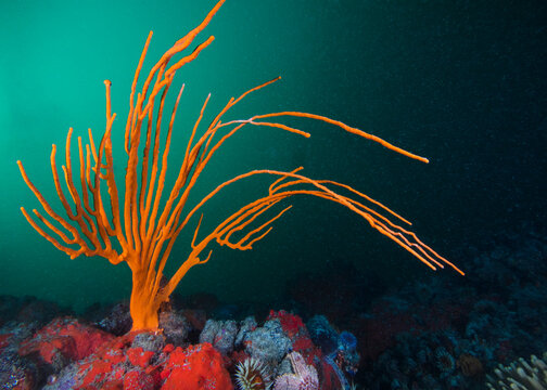 Different Color Sea Whip