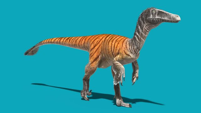 Austroraptor - Images et vidéos libres de droits | Adobe Stock