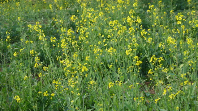 รูปภาพSarso – เลือกดูภาพถ่ายสต็อก เวกเตอร์ และวิดีโอ526 | Adobe Stock
