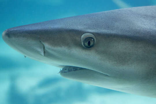 Great White Shark Eye Close Up