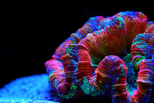 Rainbow Open Brain Coral