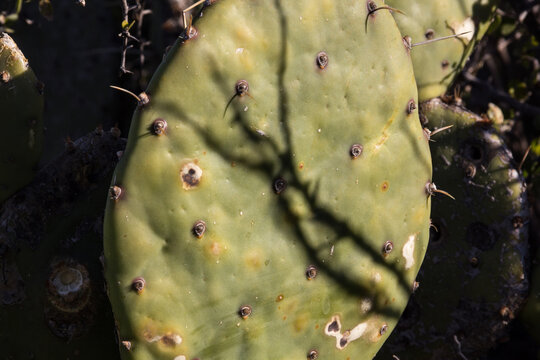 รูปภาพPenca – เลือกดูภาพถ่ายสต็อก เวกเตอร์ และวิดีโอ740 | Adobe Stock
