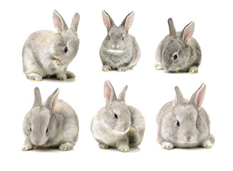 10+ Free gray and white rabbit pictures - PikWizard