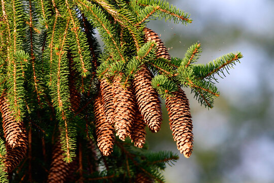 รูปภาพRottanne – เลือกดูภาพถ่ายสต็อก เวกเตอร์ และวิดีโอ180 | Adobe Stock