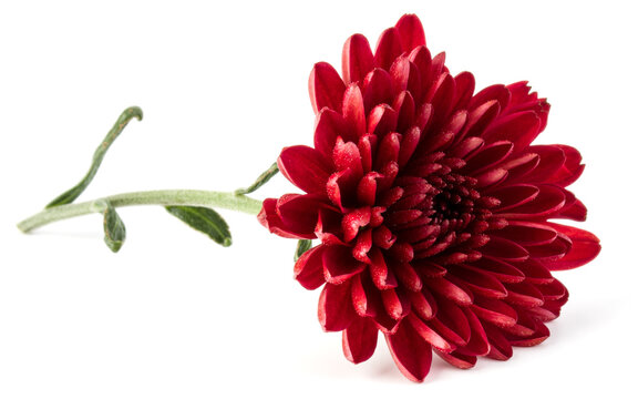 Red Cremon Flower | Best Flower Site