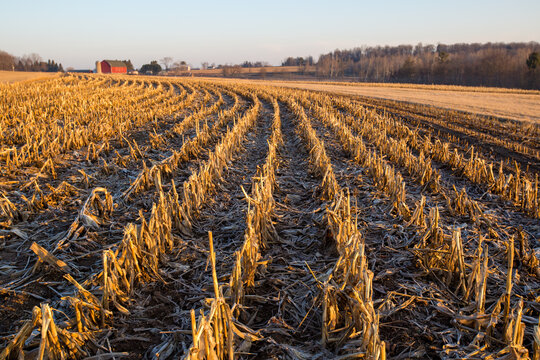 Stubbled Images – Browse 163,107 Stock Photos, Vectors, and Video ...