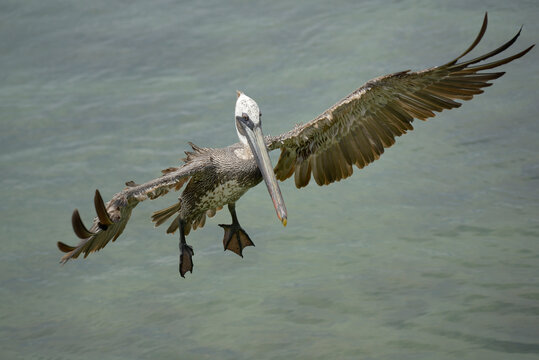 รูปภาพAvain – เลือกดูภาพถ่ายสต็อก เวกเตอร์ และวิดีโอ1,147 | Adobe Stock