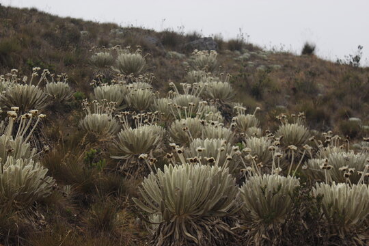 Frailejones Images – Browse 1,941 Stock Photos, Vectors, and Video ...