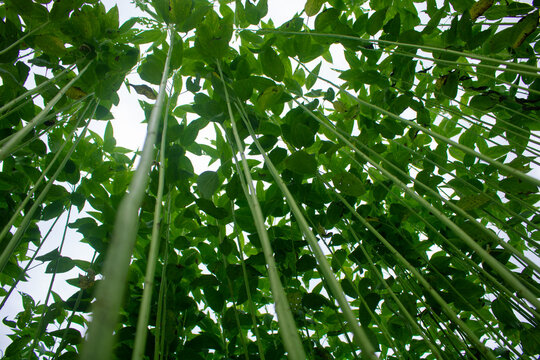 "Jute Bilder – Durchsuchen 109,470 Archivfotos, Vektorgrafiken und ...