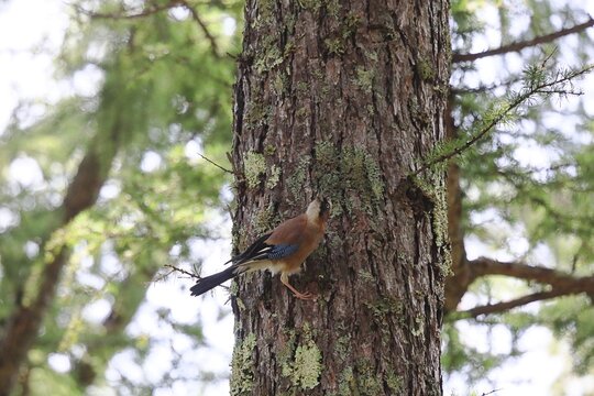 Otterrute Bilder – Durchsuchen 103 Archivfotos, Vektorgrafiken und ...
