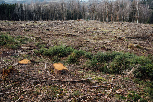 รูปภาพBefall – เลือกดูภาพถ่ายสต็อก เวกเตอร์ และวิดีโอ96,038 | Adobe Stock