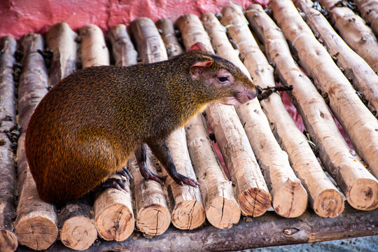 รูปภาพSereque – เลือกดูภาพถ่ายสต็อก เวกเตอร์ และวิดีโอ1,698 | Adobe Stock