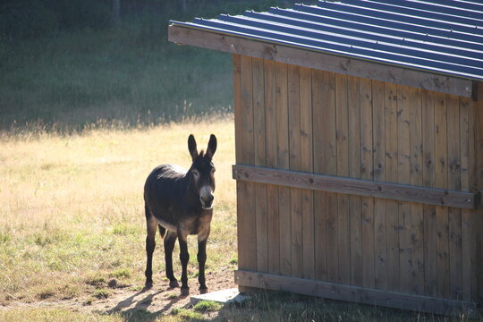 รูปภาพMulet – เลือกดูภาพถ่ายสต็อก เวกเตอร์ และวิดีโอ1,432 | Adobe Stock