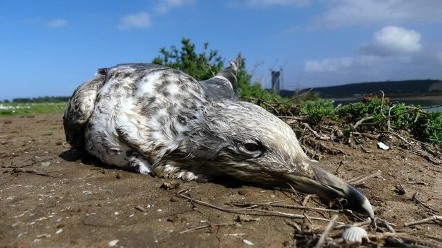 Dead Bird Images – Browse 48,172 Stock Photos, Vectors, and Video ...
