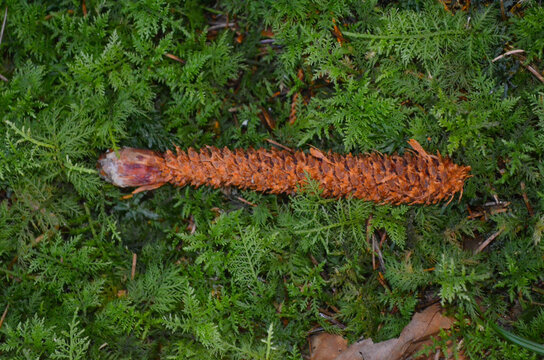 รูปภาพNagen – เลือกดูภาพถ่ายสต็อก เวกเตอร์ และวิดีโอ1,472 | Adobe Stock