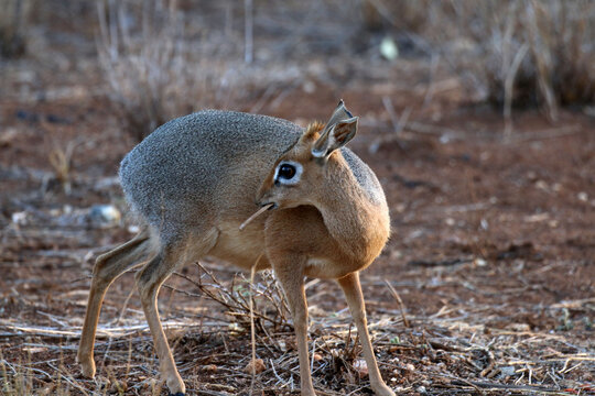"Dik Dik" Billeder – Gennemse 632 stockfotos, vektorer og videoer ...