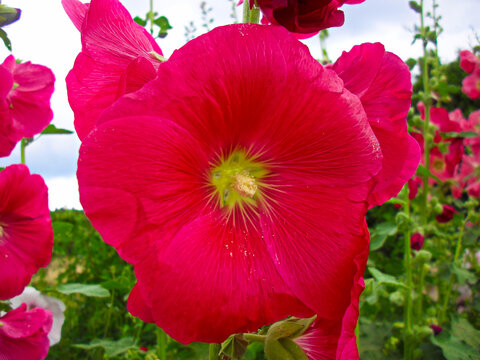 รูปภาพBauernrose – เลือกดูภาพถ่ายสต็อก เวกเตอร์ และวิดีโอ452 | Adobe Stock