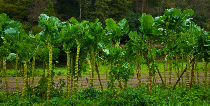 รูปภาพBerzas – เลือกดูภาพถ่ายสต็อก เวกเตอร์ และวิดีโอ87 | Adobe Stock
