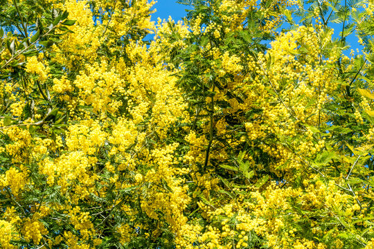 Racemose bilder – Bläddra bland 515 stockfoton, vektorer och videor ...