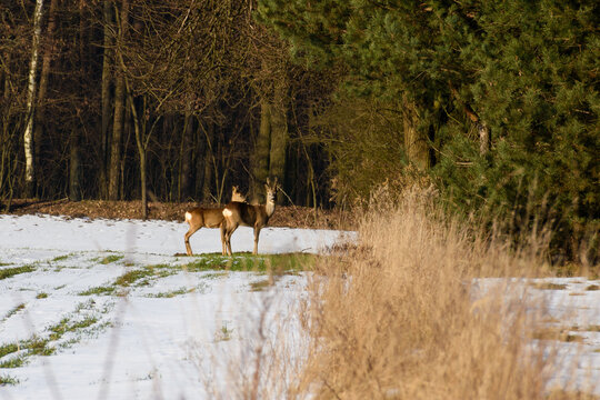 Imagens de Sarny – Explore Fotografias do Stock, Vetores e Vídeos de ...